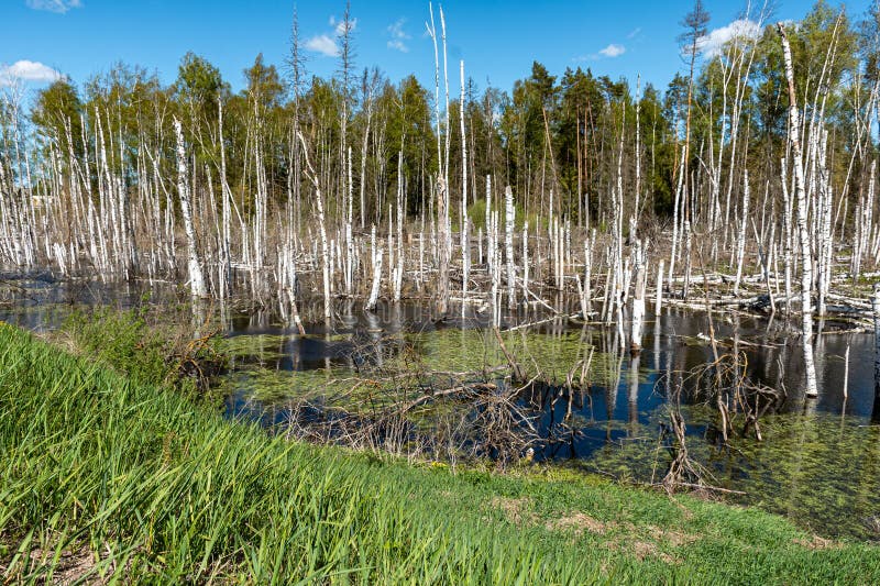 Landscape with White Birch Trunks, Flooded Forest, Wet Birch Grove ...