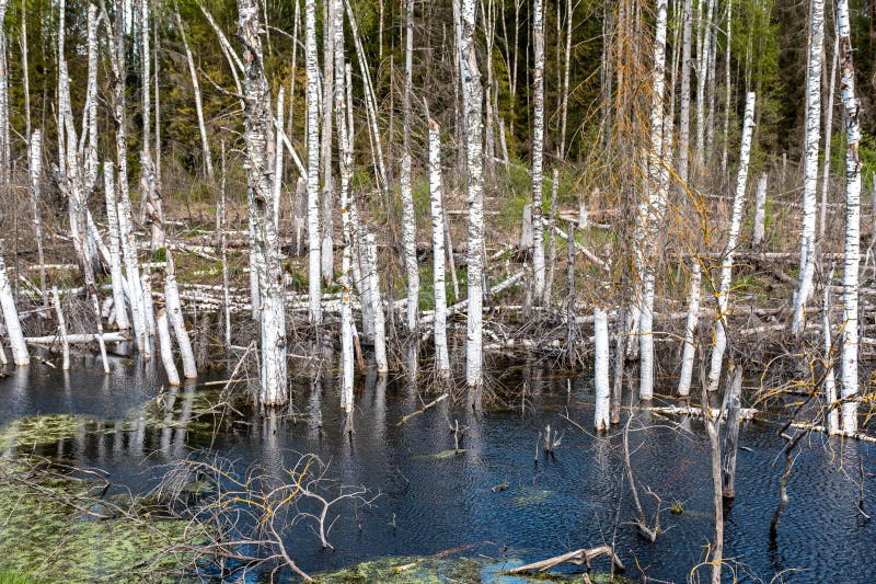 Landscape with White Birch Trunks, Flooded Forest, Wet Birch Grove ...