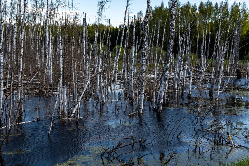 Landscape with White Birch Trunks, Flooded Forest, Wet Birch Grove ...