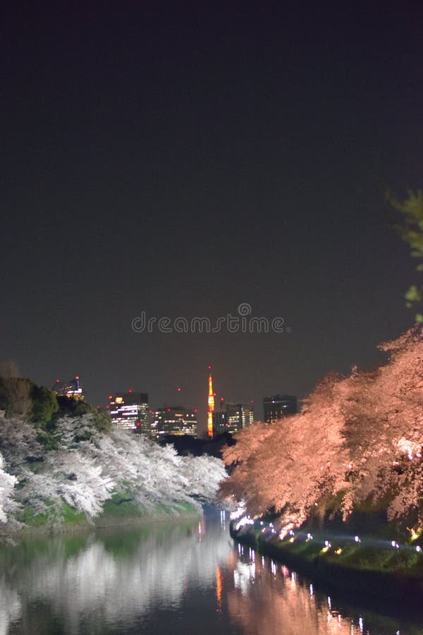 Landscape of White Cherry Blossom Trees at Night in Tokyo Stock Photo ...
