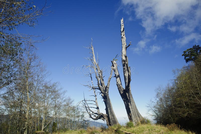 Landscape with White Tree and Mountain Scenery. Stock Photo - Image of ...