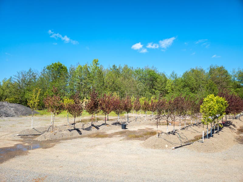 Field of Baby Trees Planted in Lines with Sprinkling Irrigation System ...