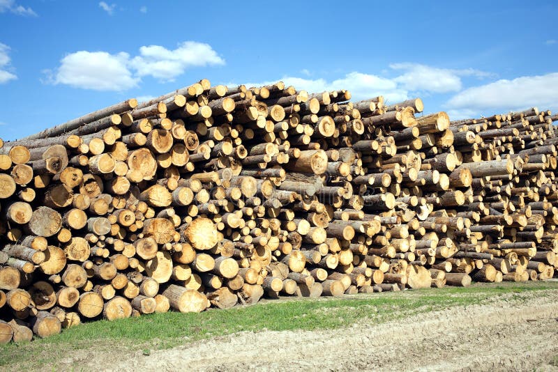 Landscape Width Stacked Pine Logs Stock Image - Image of bark ...