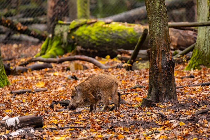 Picture of wild pig stock image. Image of trees, tusk - 165128019