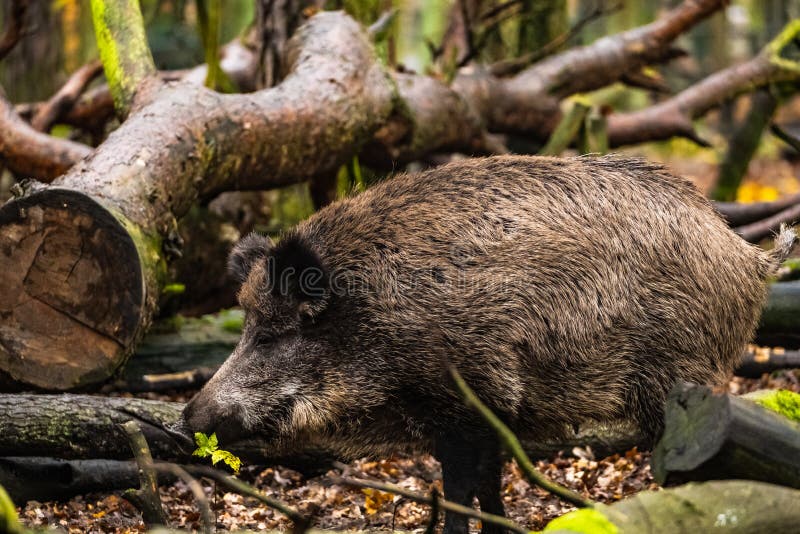 Picture of wild pig stock photo. Image of wildlife, forest - 165128674