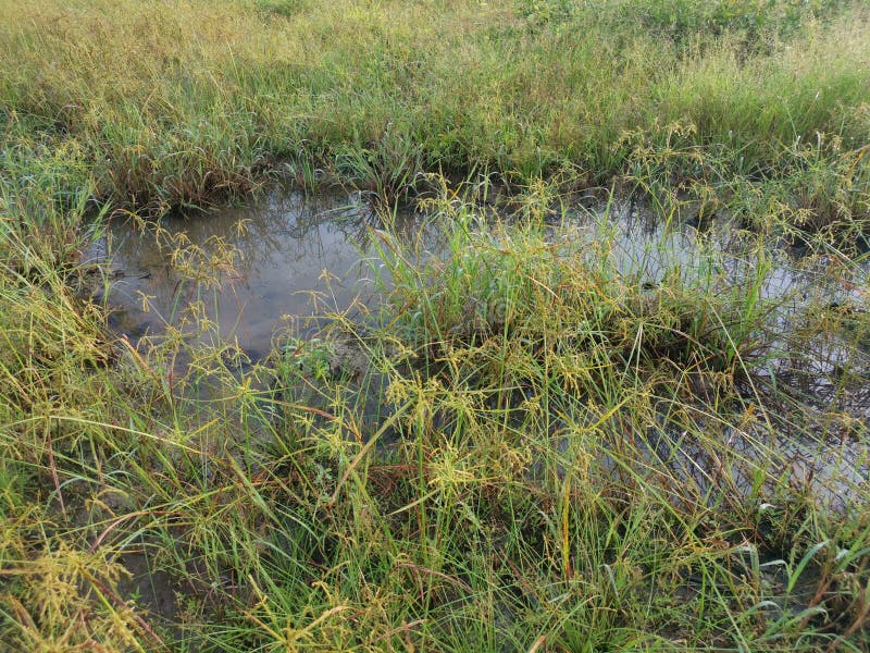 Wild Cyperus Strigosus Grass Growing Around the Muddy Fields of Puddle ...