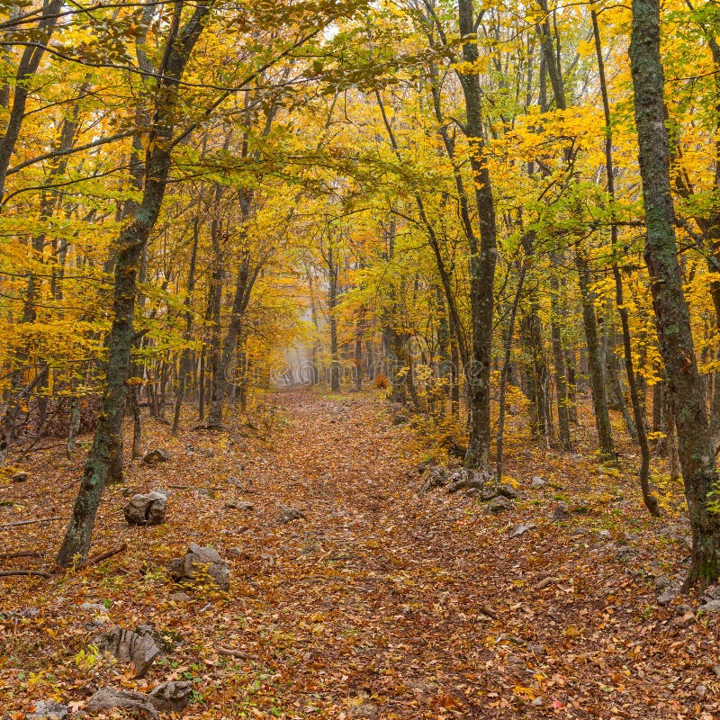 Landscape in wild forest stock photo. Image of beautiful - 48867004