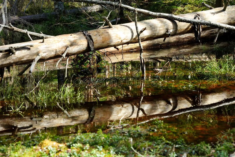Landscape of Wild Swamp Forest Stock Photo - Image of wood, nature ...