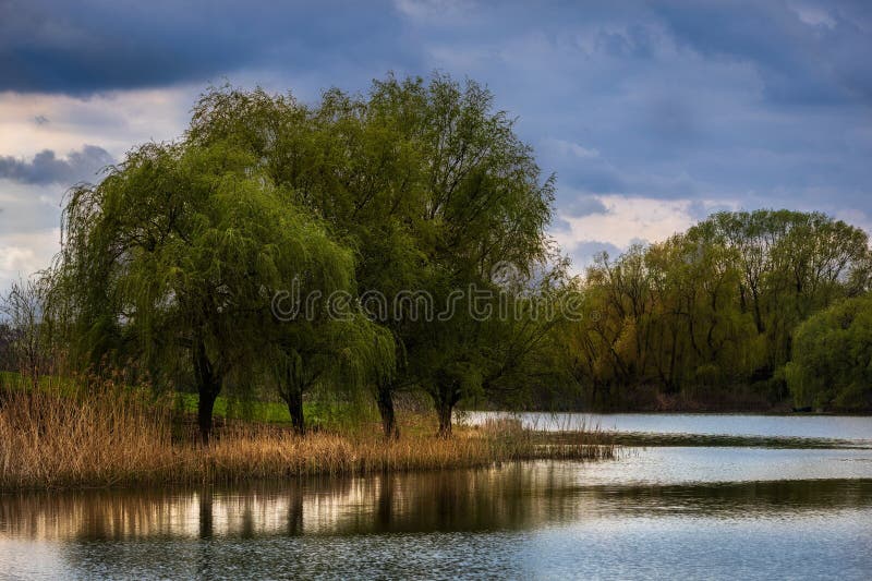 Landscape with Willow and Water. Blue Sky. Spring Scenery. Weeping ...