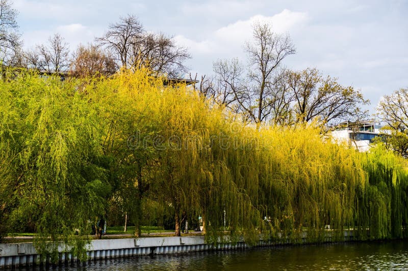 Landscape with Willows on the Shore of the Lake in Bordei Park Stock ...