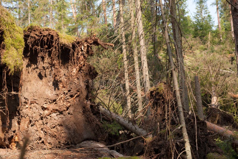 Landscape with a windbreak stock photo. Image of foliage - 217853882