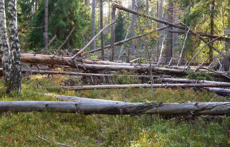 Windbreak, the Tumbled-down and Cut Trees. Stock Photo - Image of park ...