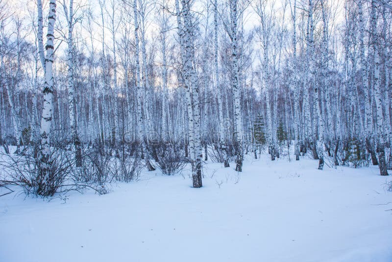 Landscape with Winter Birch Forest Stock Photo - Image of birch ...