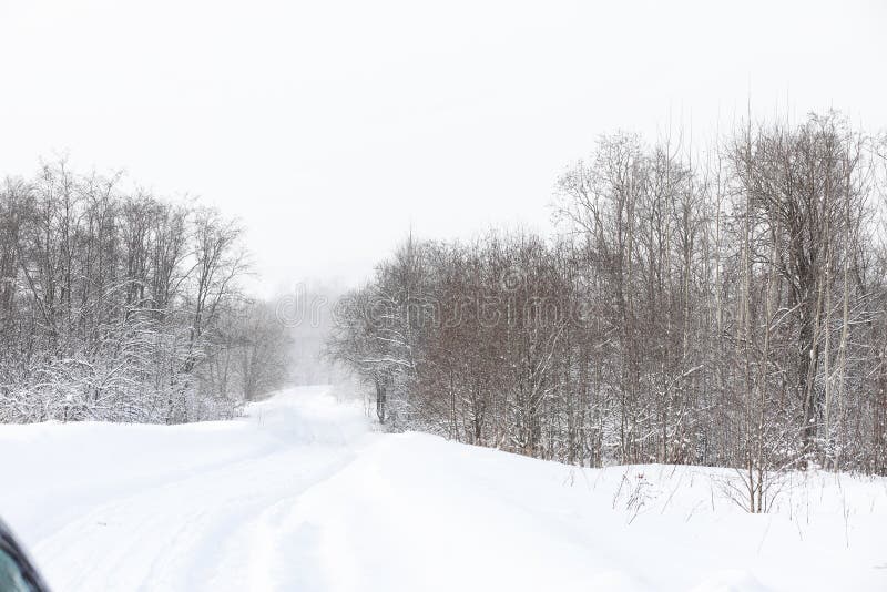 Landscape in the Winter Cloudy Day Stock Photo - Image of pine, foggy ...