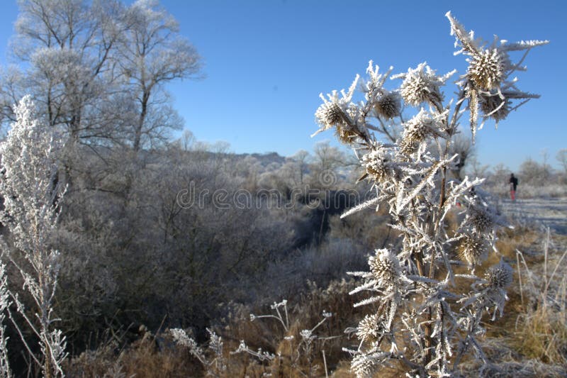 Landscape Winter, Frozen Trees Stock Image - Image of landscapes ...