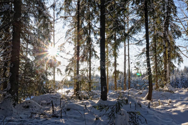 Landscape with Winter Sunny Forest. Stock Photo - Image of nature ...