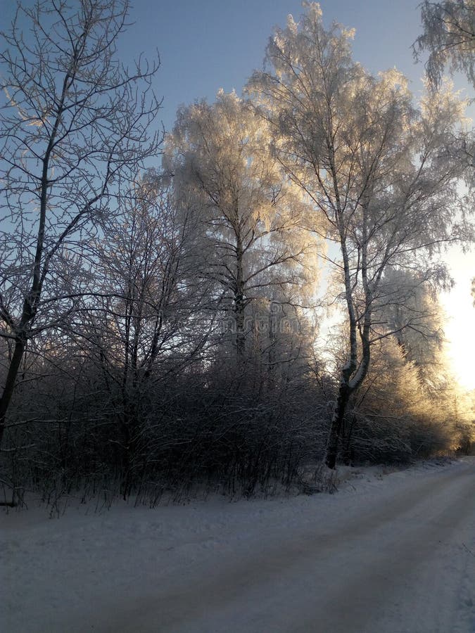 Landscape of Winter Trees Illuminated by the Rising Sun Stock Photo ...