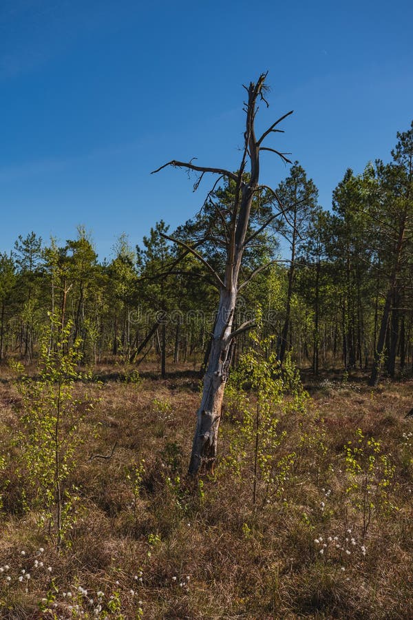 Landscape with a Withered Tree Growing on a Transitional Peat Bog in ...