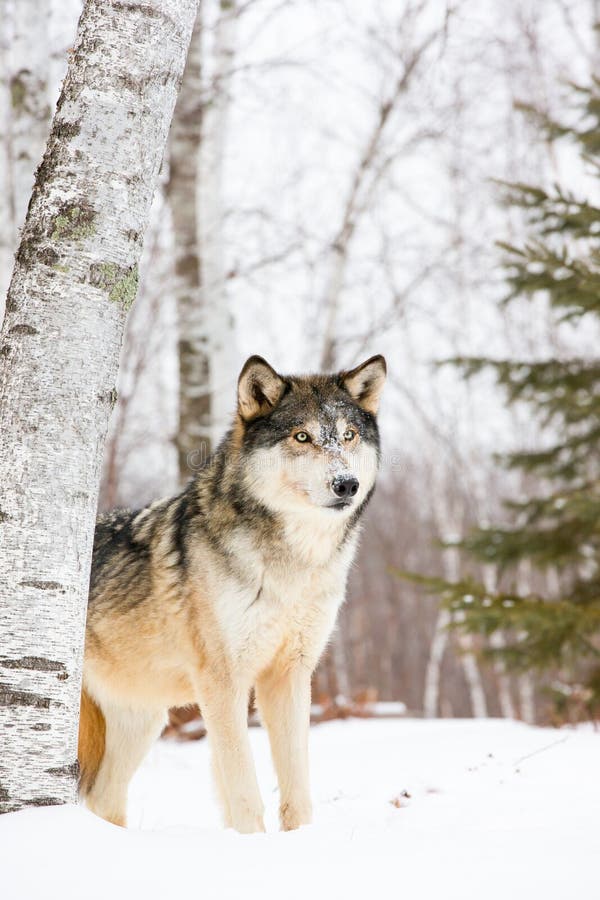 Landscape wolf portrait stock photo. Image of social - 84908650