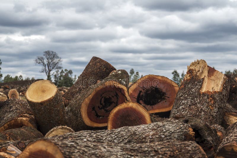 Quebracho Tree Stock Photos - Free & Royalty-Free Stock Photos from ...