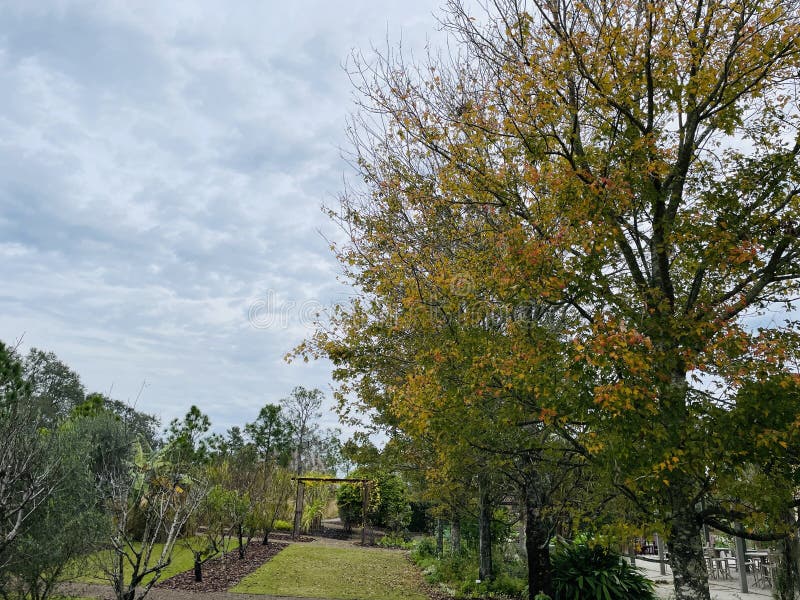 The Landscape of the Yard with Many Trees Small and Tall Stock Image ...