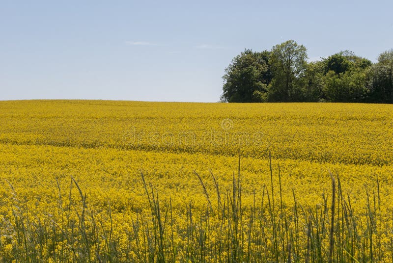 Landscape with Yellow Fields in Spring Stock Photo - Image of yellow ...