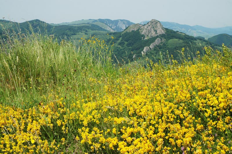 Landscape with Yellow Flowers Stock Image - Image of green, gorge: 15145563