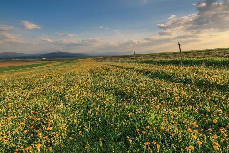 Landscape with Yellow Flowers and Sunset Stock Photo - Image of ...