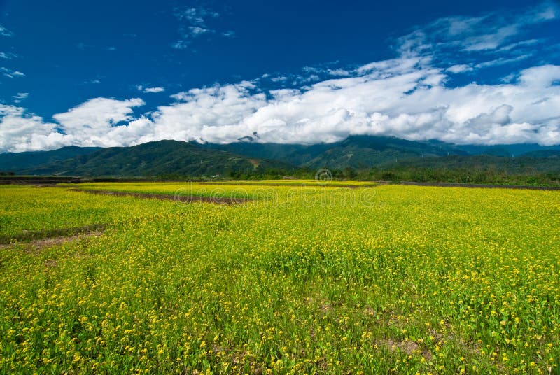 Landscape with Yellow Meadow Stock Image - Image of farming, land: 13107765