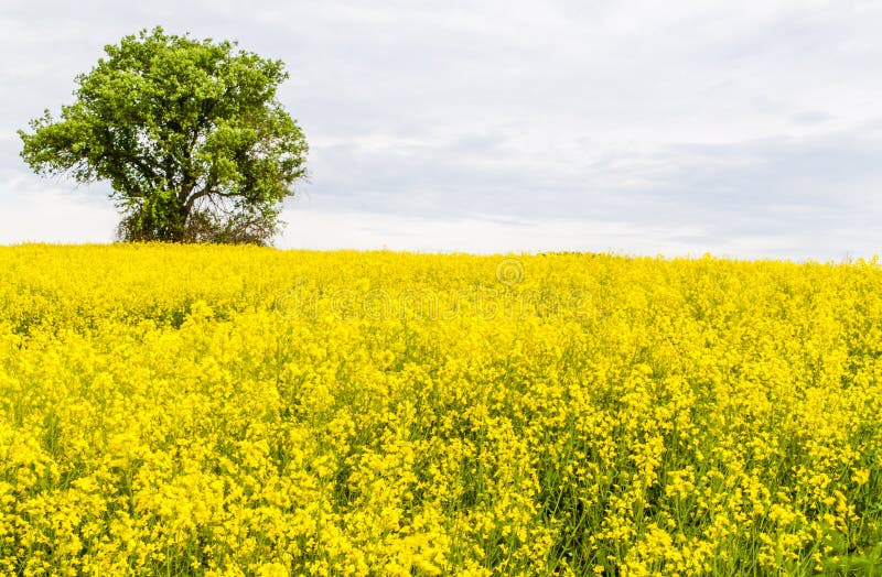 Mustard field and a tree stock photo. Image of mustard - 2328886