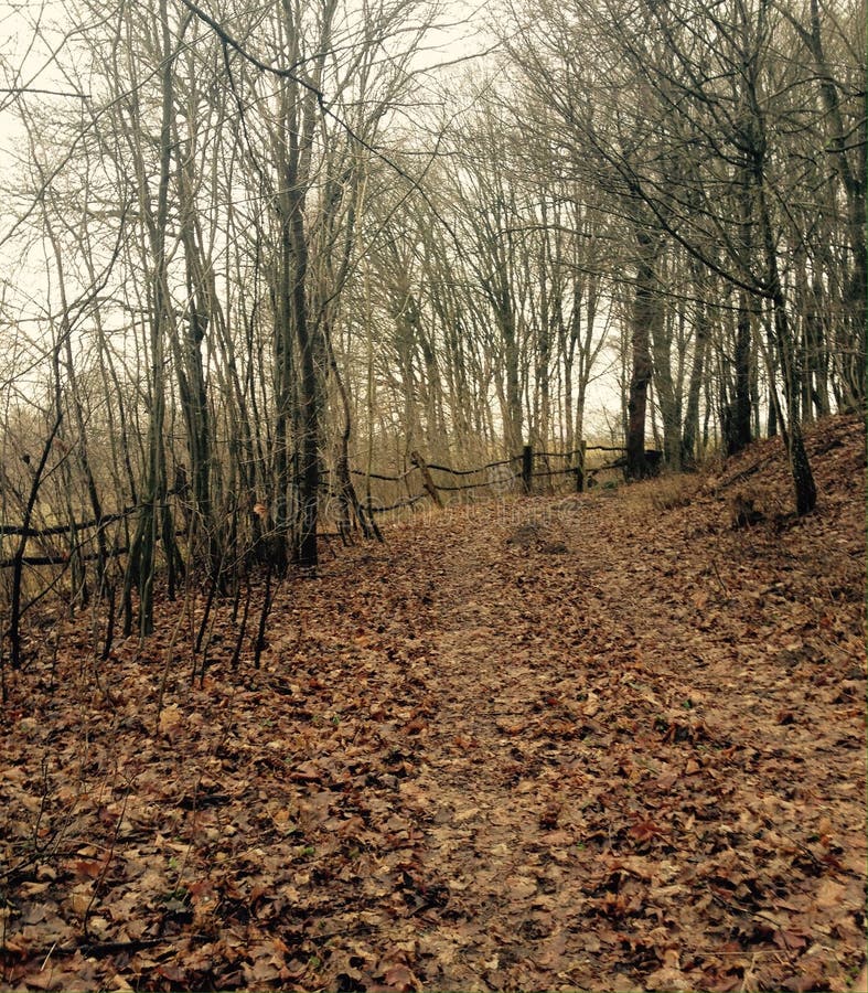 Old park stock image. Image of nature, tree, landscape - 108919373