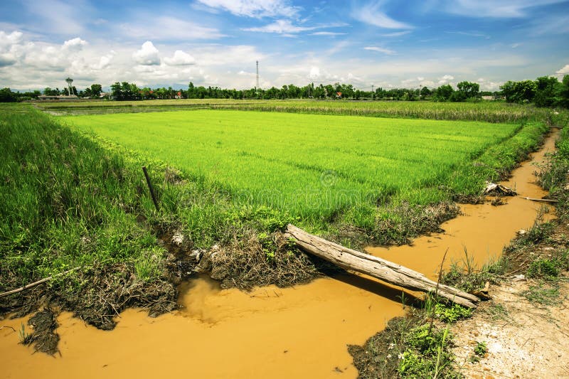 Landscape of Young Green Rice Farm Stock Image - Image of meadow ...