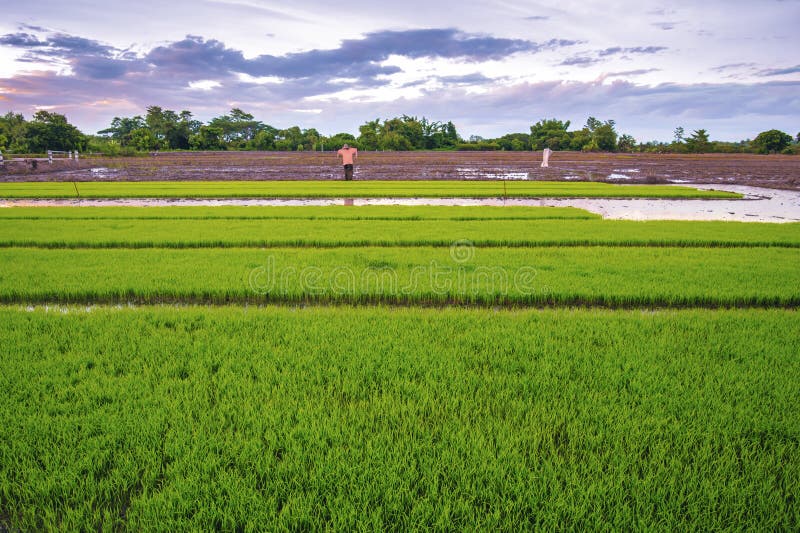 Landscape of Young Rice in Agricultural Land Stock Photo - Image of ...