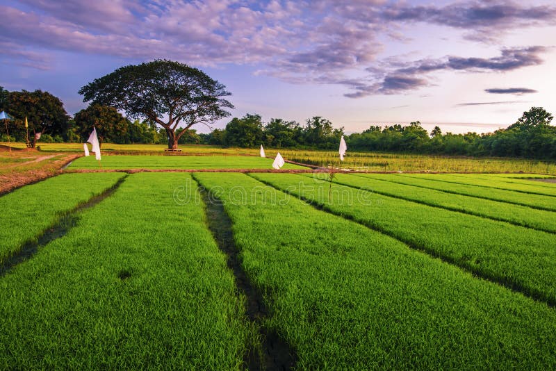 Landscape of Young Rice in Agricultural Land Stock Image - Image of ...