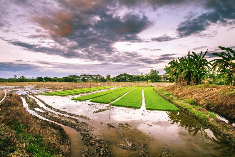 Landscape of Young Rice in Agricultural Land Stock Image - Image of ...