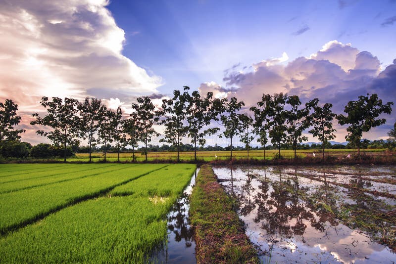 Landscape of Young Rice in Farm Agriculture Stock Photo - Image of ...
