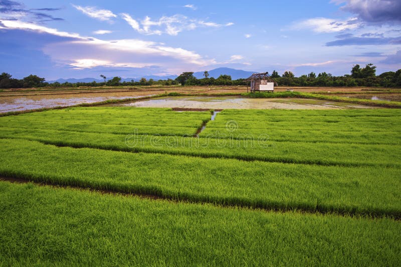 Landscape of Young Rice Farmers Stock Photo - Image of season, young ...