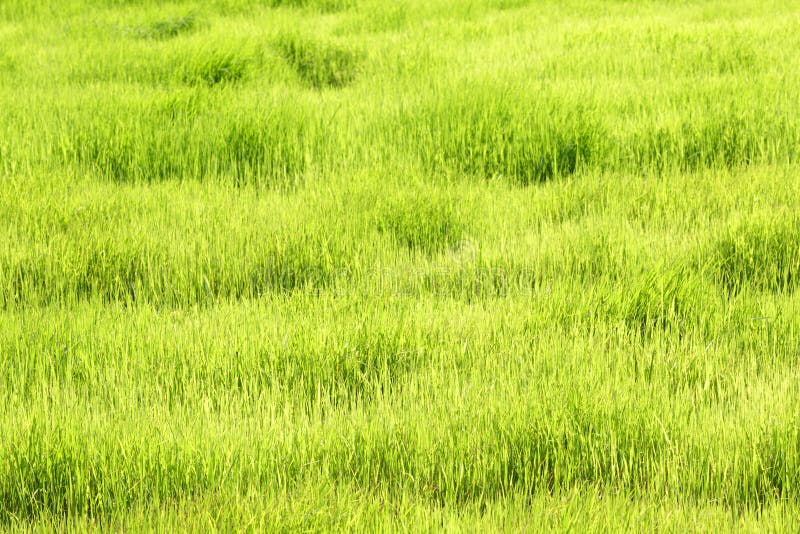 Landscape of Young Rice Field. Stock Image - Image of plant, harvest ...