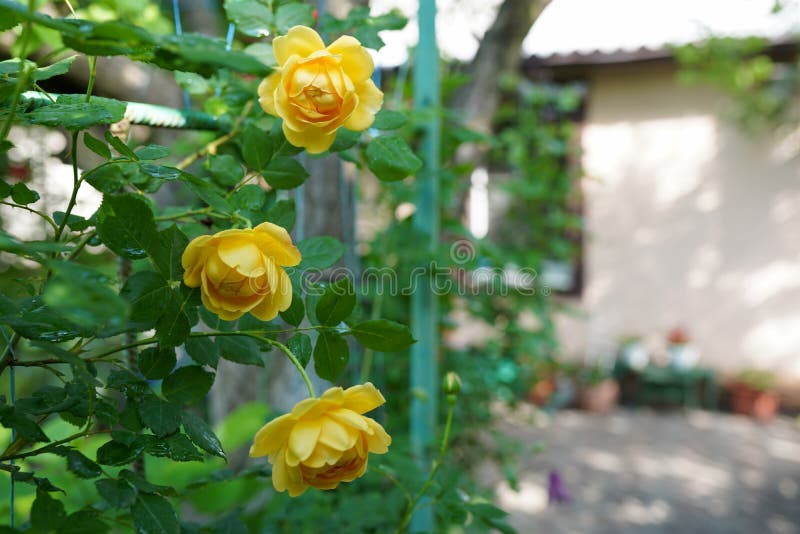 Landscaped Front Yard of a House with Yellow Roses Flowers Stock Image ...