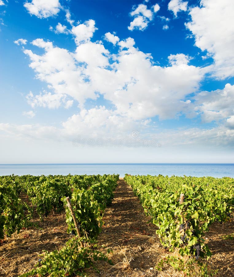 Landscaped for vineyard stock photo. Image of field, country - 6264012