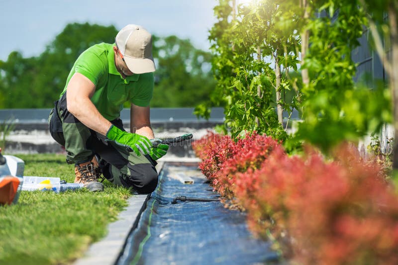 Landscaper Installing Garden Drip Irrigation System Stock Image - Image ...