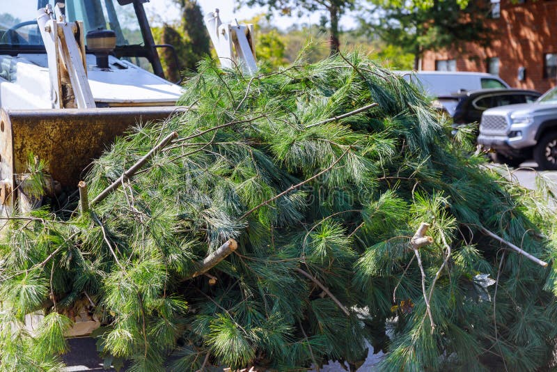 Landscapers Clean Up In The Remove Tree Branches In The Municipal ... Landscapers Clean Up In The Remove Tree Branches In The Municipal ...