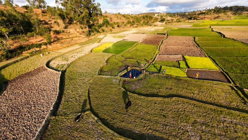 Landscapes of the Island of Madagascar, Central Highlands and Rice ...