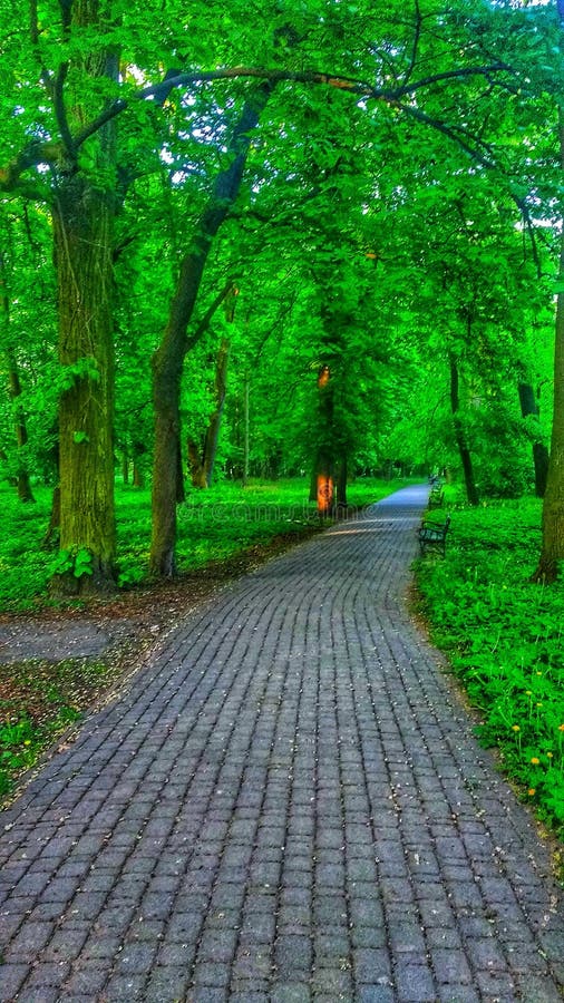 Tree stock image. Image of landscapes, park, tree, nature - 125060247