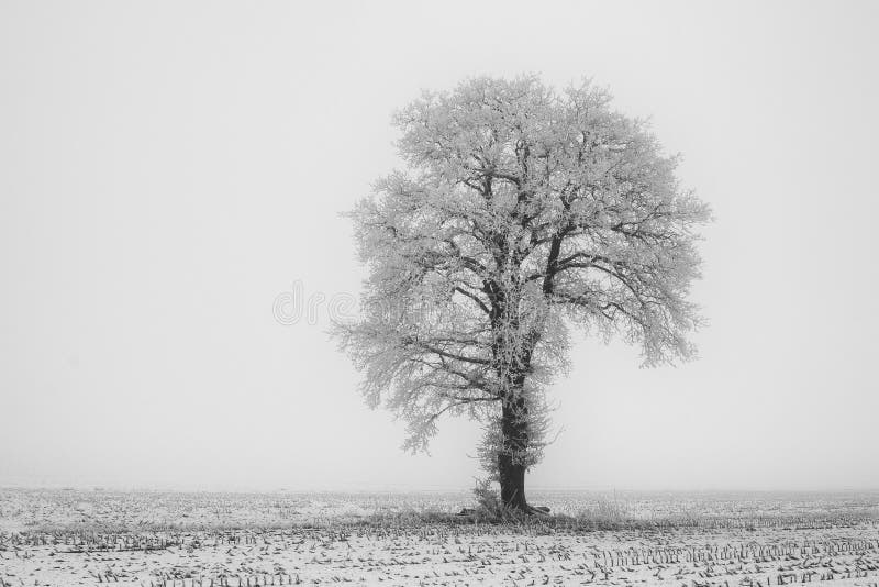 Landscapes in the Netherlands, Dutch Landscapes Stock Photo - Image of ...