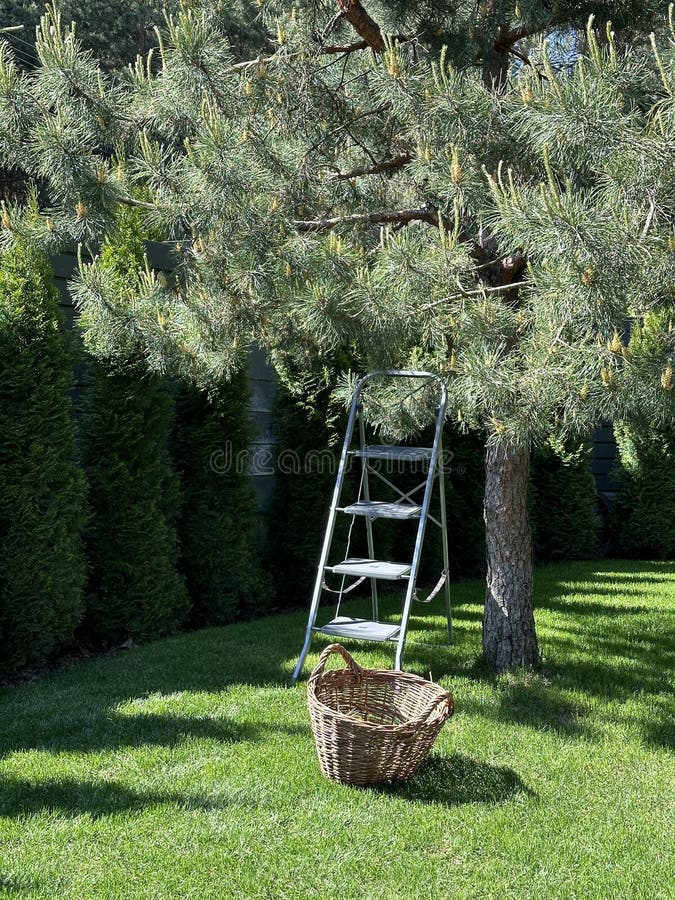 Landscaping in the Garden, Forming Branches. Young Sprouts on a Pine ...