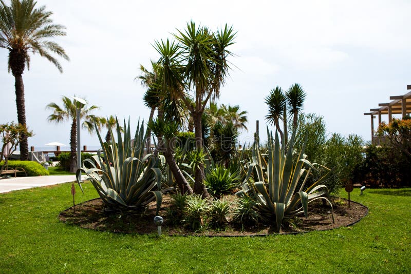 Landscaping. Large Green Cacti on a Green Lawn in a Park on the Seaside ...