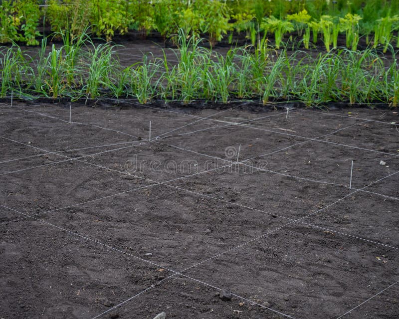 Landscaping. a Lined Plot of Land for Planting Ornamental Plants. Stock ...
