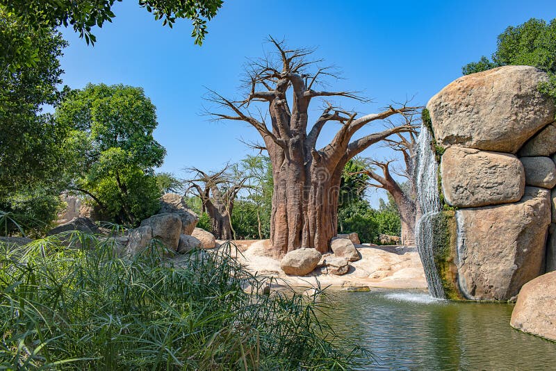Baum In Der Savanne, Typische Afrikanische Landschaft Stockfoto - Bild ...