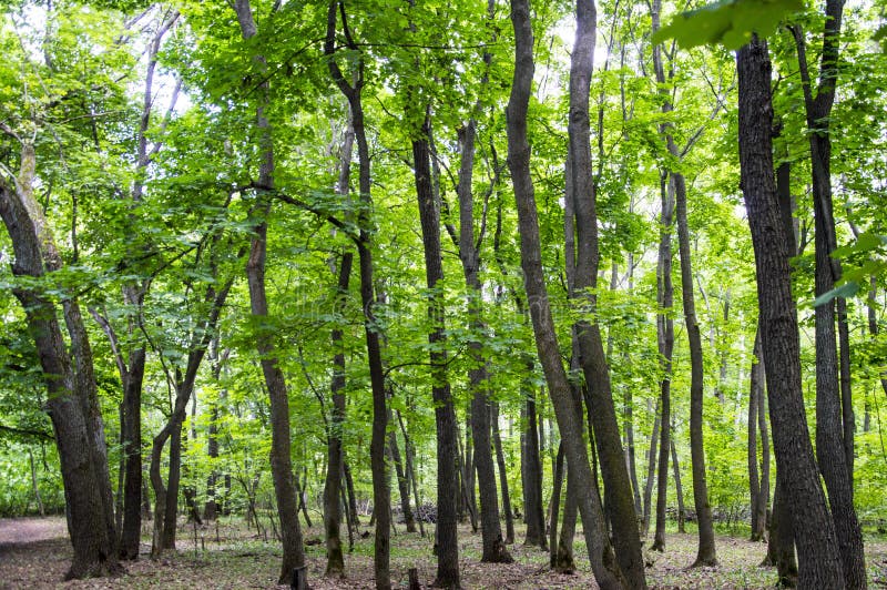 Landschaft Im Laubwald An Einem Sommertag Stockfoto - Bild von ...